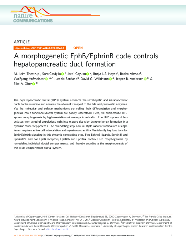 (PDF) A morphogenetic EphB/EphrinB code controls hepatopancreatic duct ...