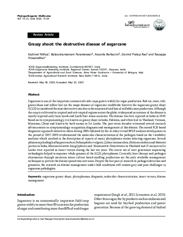 (PDF) Grassy shoot: The destructive disease of sugarcane