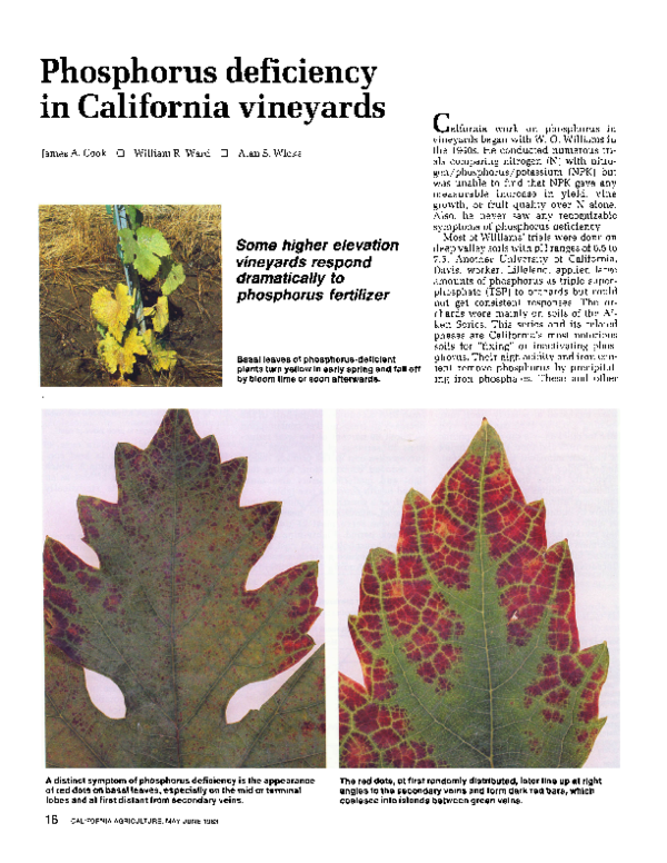 (PDF) Phosphorus deficiency in California vineyards | Alan Wicks ...