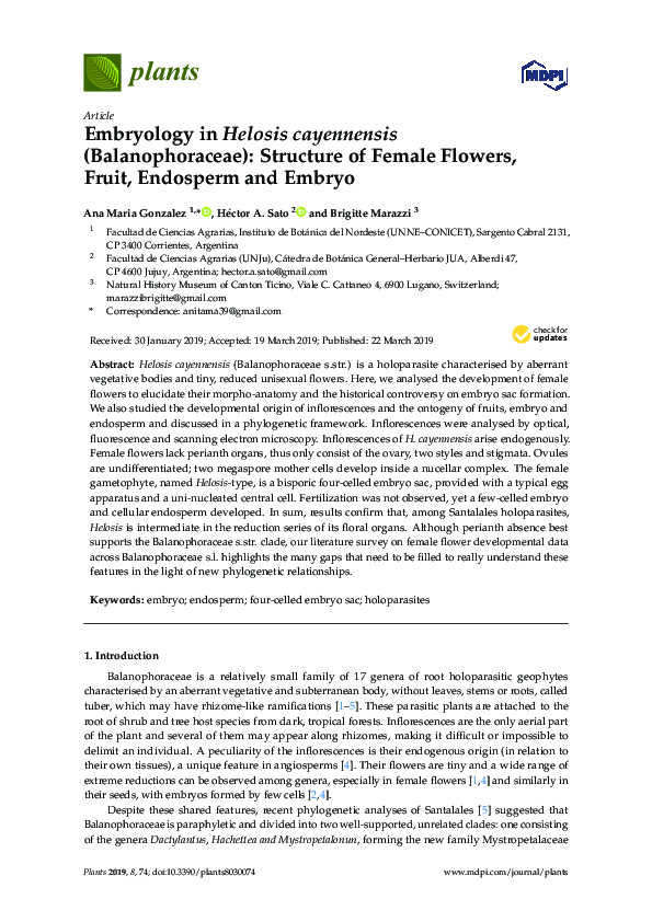 (PDF) Embryology in Helosis cayennensis (Balanophoraceae): Structure of ...