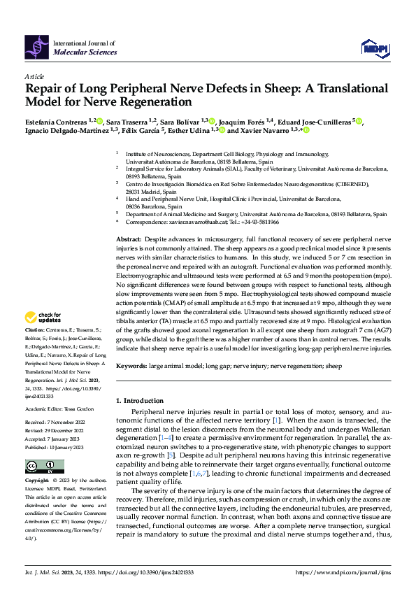 (PDF) Repair of Long Peripheral Nerve Defects in Sheep: A Translational ...
