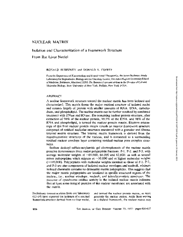 (PDF) Nuclear matrix: isolation and characterization of a framework ...