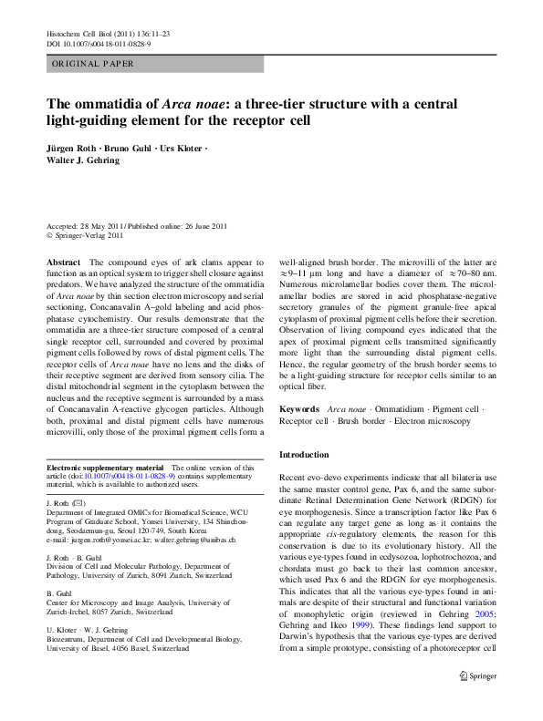(PDF) The ommatidia of Arca noae: a three-tier structure with a central ...