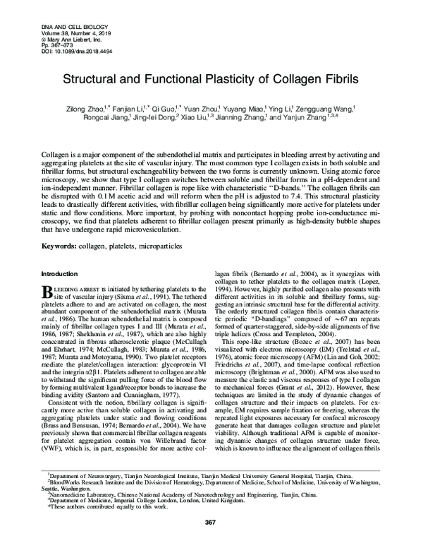 (PDF) Structural and Functional Plasticity of Collagen Fibrils
