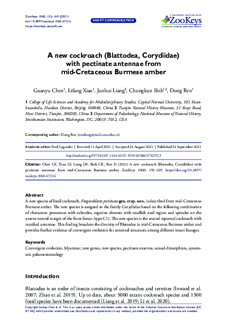 (PDF) A new cockroach (Blattodea, Corydiidae) with pectinate antennae ...
