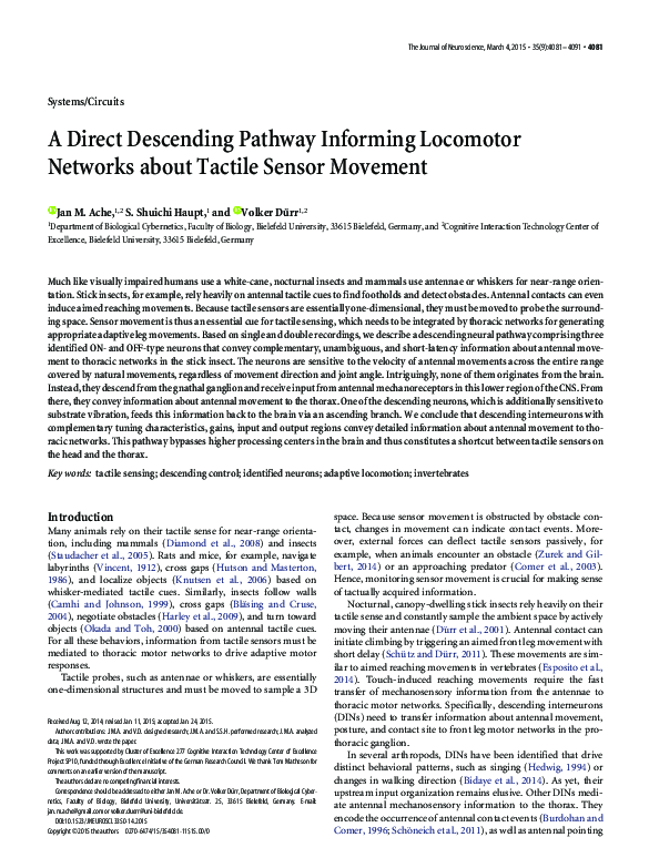 (PDF) A Direct Descending Pathway Informing Locomotor Networks about ...