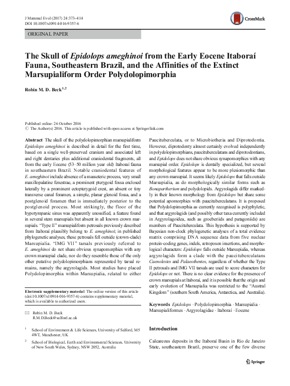 (PDF) The Skull of Epidolops ameghinoi from the Early Eocene Itaboraí ...