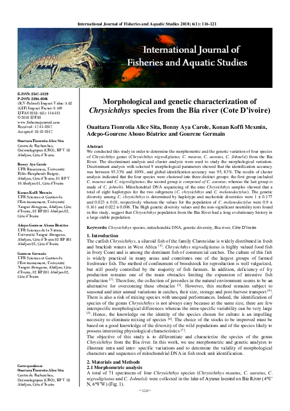 (PDF) Morphological and genetic characterization of Chrysichthys ...