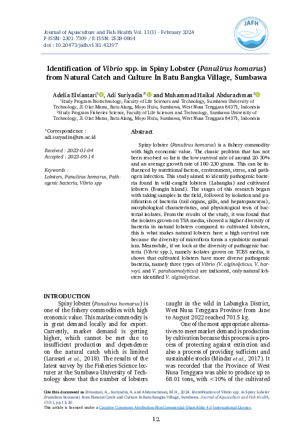 (PDF) Identification of Vibrio spp. in Spiny Lobster (Panulirus homarus ...