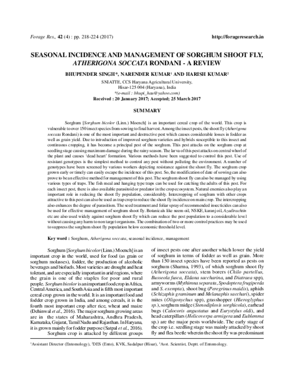 (PDF) SEASONAL INCIDENCE AND MANAGEMENT OF SORGHUM SHOOT FLY ...