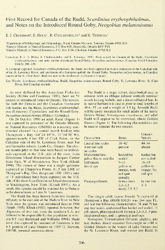 (PDF) First record for Canada of the Rudd, Scardimus erythrophthalmus ...