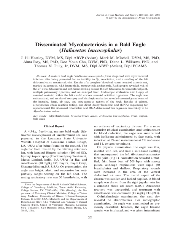 (PDF) Disseminated Mycobacteriosis in a Bald Eagle (Haliaeetus leucocephalus)