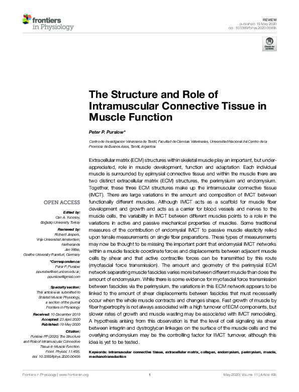 (PDF) The Structure and Role of Intramuscular Connective Tissue in ...