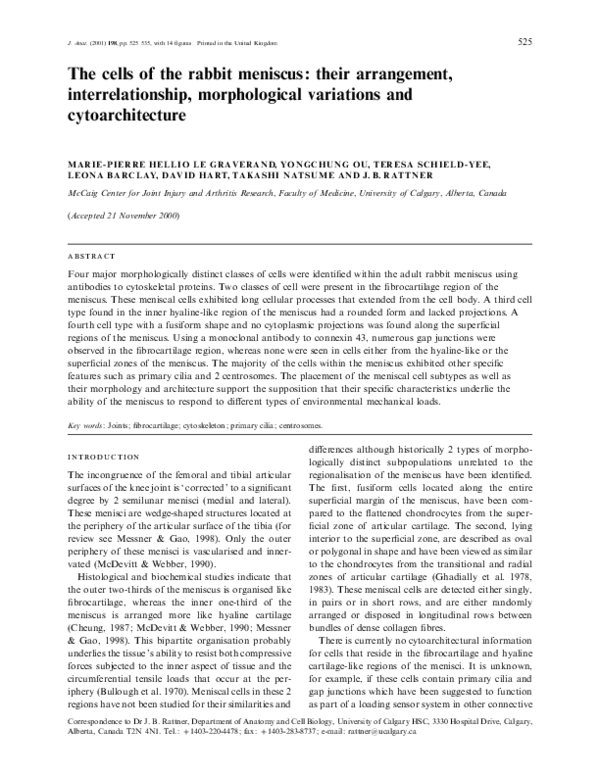 (PDF) The cells of the rabbit meniscus: their arrangement ...