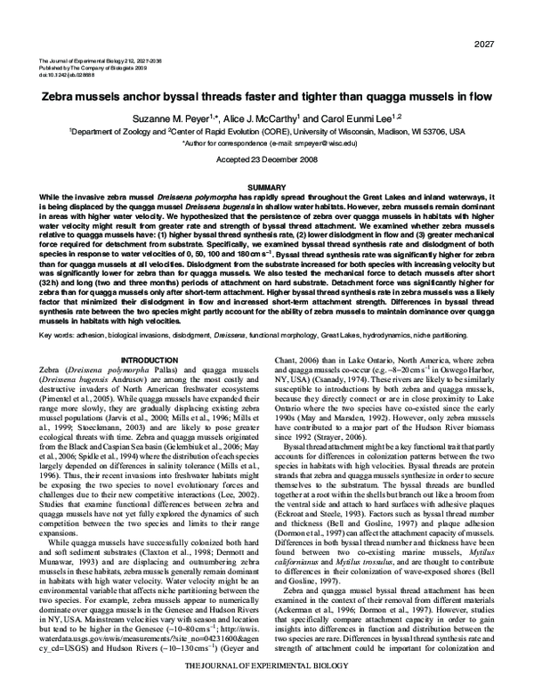 (PDF) Zebra mussels anchor byssal threads faster and tighter than ...