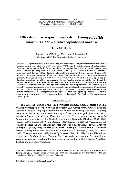 (PDF) Ultrastructure of spermiogenesis inVampyroteuthis infernalis Chun ...