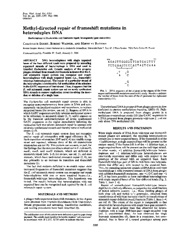(PDF) Methyl-directed repair of frameshift mutations in heteroduplex DNA