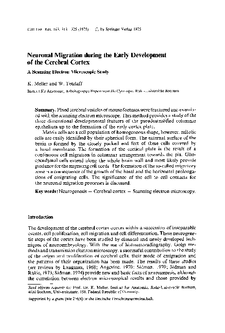 Pdf Neuronal Migration During The Early Development Of The Cerebral Cortex Wolfram Tetzlaff