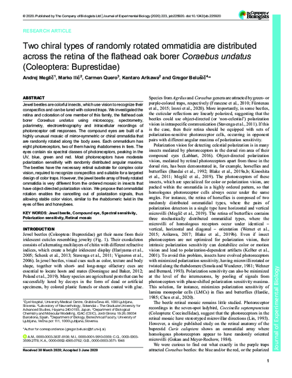 (PDF) Two chiral types of randomly rotated ommatidia are distributed ...