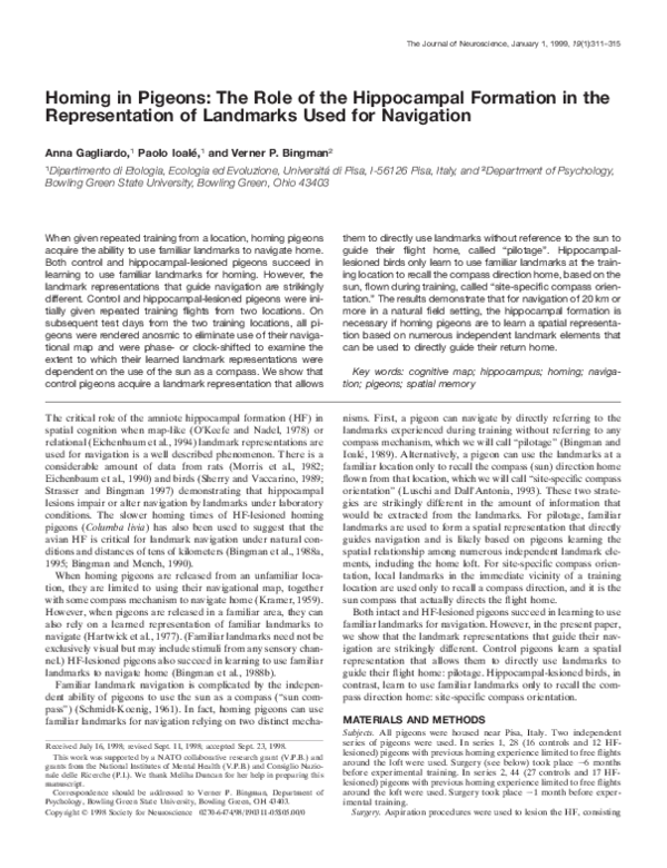 (PDF) Homing in pigeons: the role of the hippocampal formation in the ...