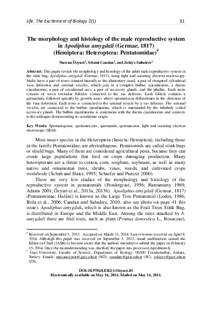 (PDF) The morphology and histology of the male reproductive system in ...