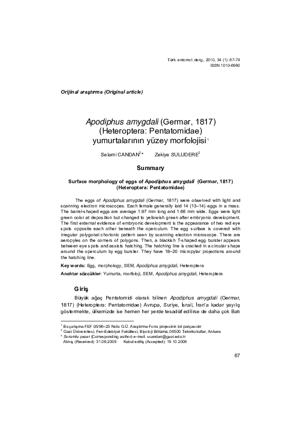 (PDF) Surface morphology of eggs of Apodiphus amygdali (Germar, 1817 ...