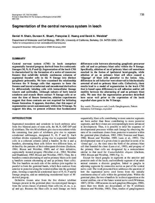 (PDF) Segmentation of the central nervous system in leech