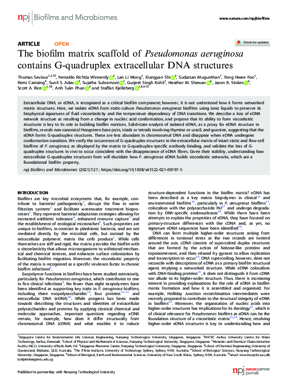 (PDF) The biofilm matrix scaffold of Pseudomonas aeruginosa contains G ...