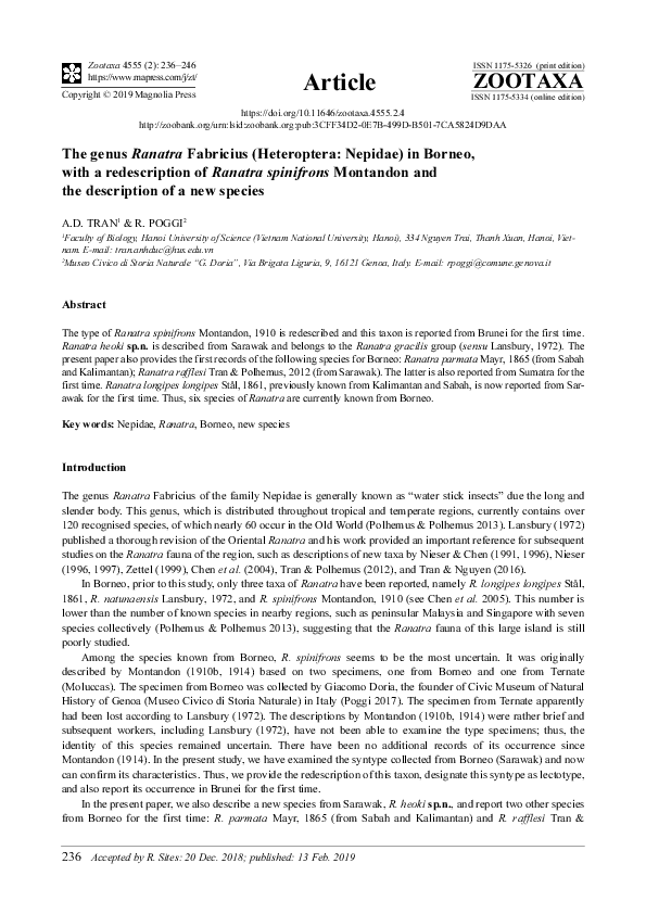 (PDF) The genus Ranatra Fabricius (Heteroptera: Nepidae) in Borneo ...