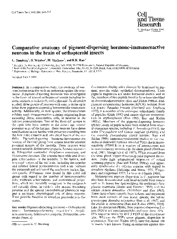 (PDF) Comparative anatomy of pigment-dispersing hormone-immunoreactive ...