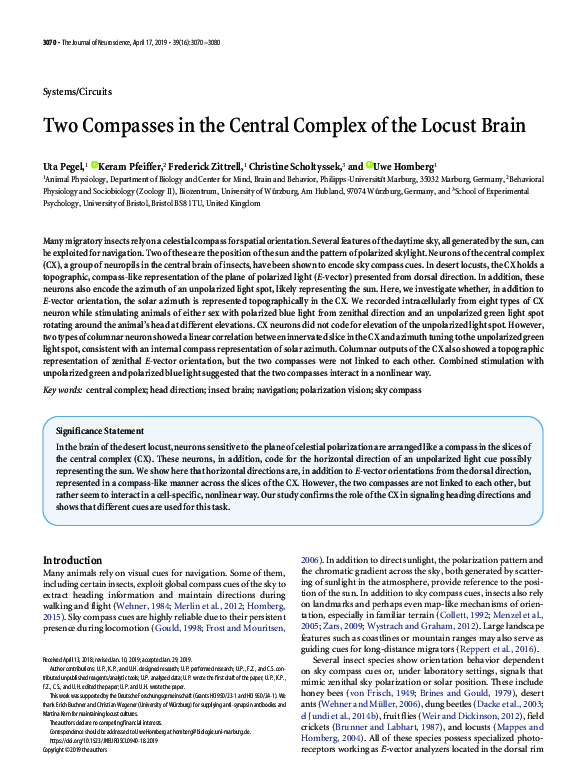 (PDF) Two Compasses in the Central Complex of the Locust Brain