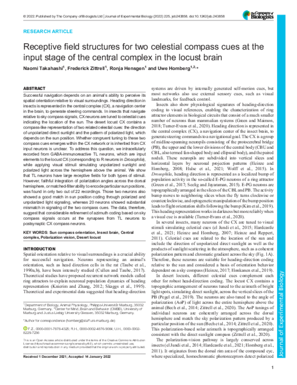 (PDF) Receptive field structures for two celestial compass cues at the ...