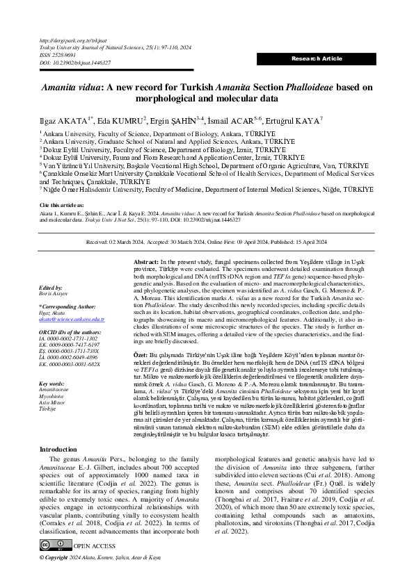 (PDF) Amanita vidua: A NEW RECORD FOR TURKISH Amanita Section ...