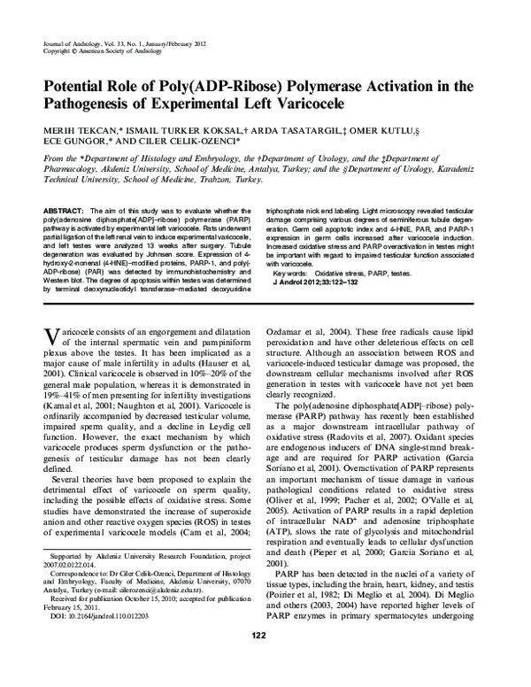 (PDF) Potential Role of Poly(ADP-Ribose) Polymerase Activation in the ...