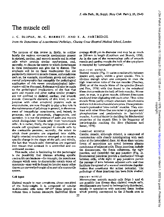 (PDF) The muscle cell