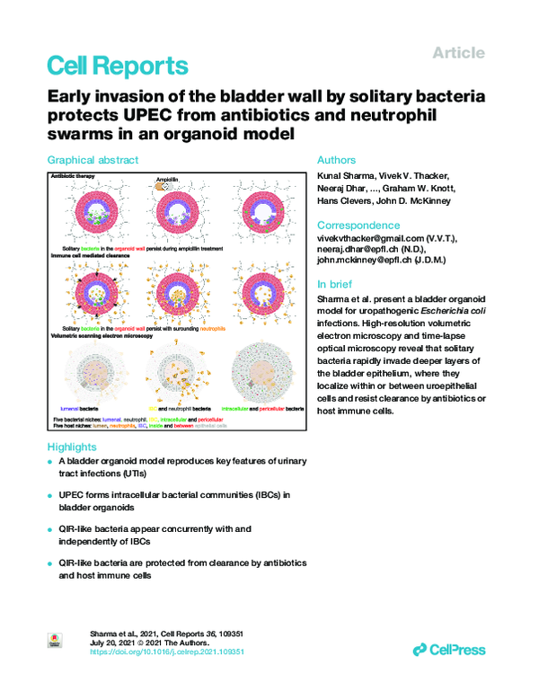 (PDF) Early invasion of the bladder wall by solitary bacteria protects ...