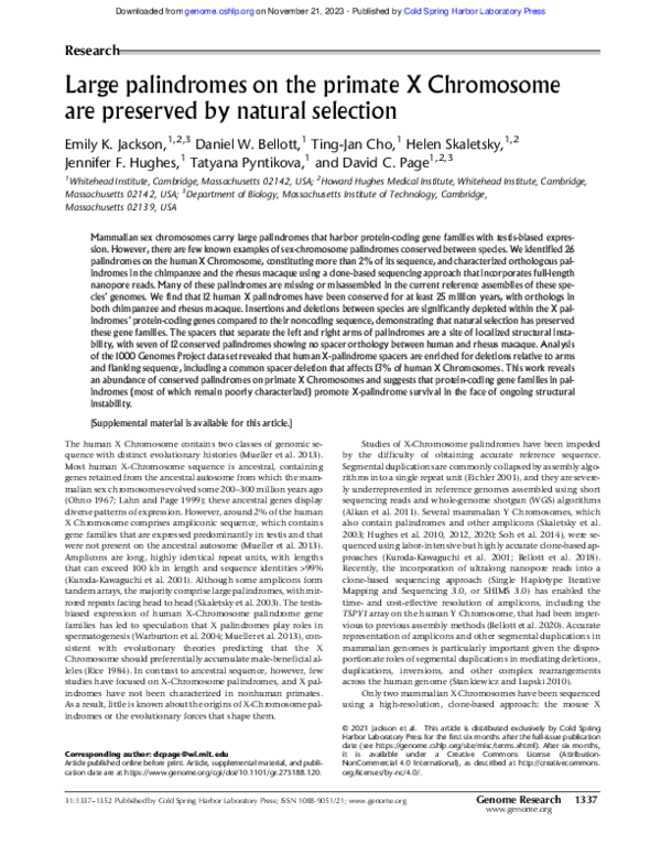 (PDF) Large palindromes on the primate X Chromosome are preserved by ...