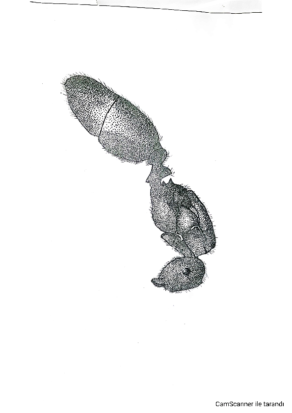 (PDF) TetramoriumSp. Queen , illustrated with punctuation technique.