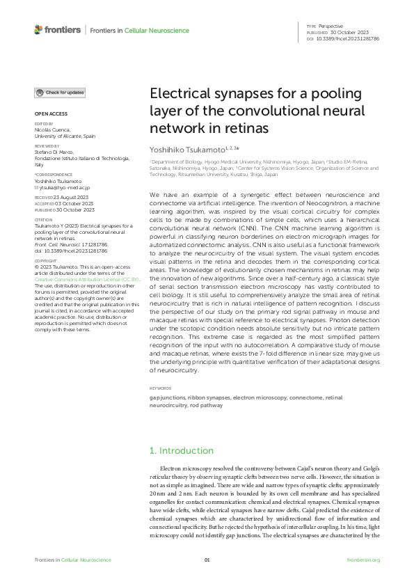 (PDF) Electrical synapses for a pooling layer of the convolutional neural network in retinas