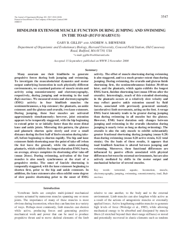(PDF) Hindlimb Extensor Muscle Function During Jumping And Swimming in ...