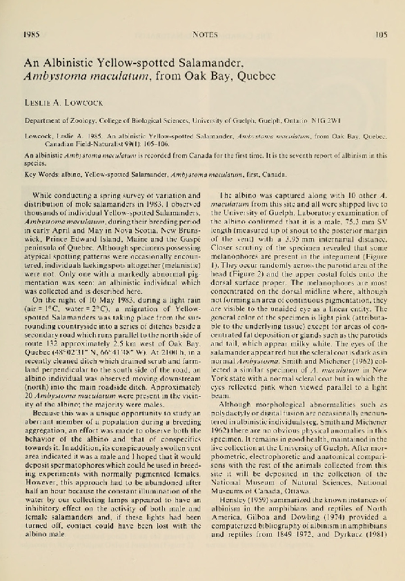 (PDF) An albinistic Yellow-spotted Salamander, Ambystoma maculatum ...