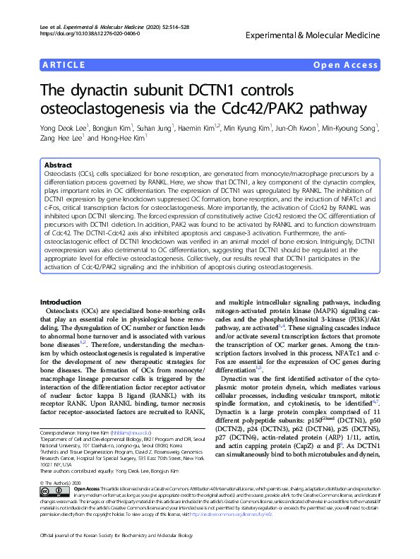 (PDF) The dynactin subunit DCTN1 controls osteoclastogenesis via the ...