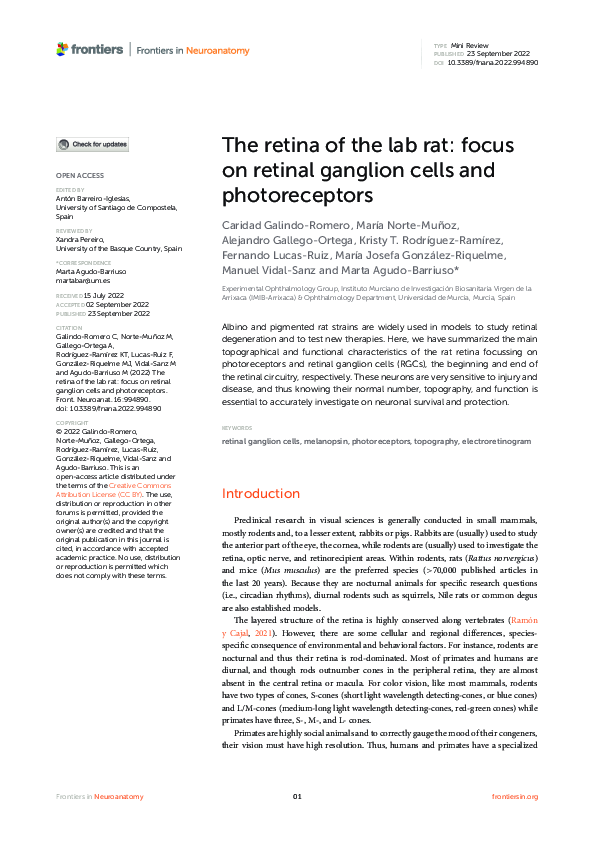 (PDF) The retina of the lab rat: focus on retinal ganglion cells and ...
