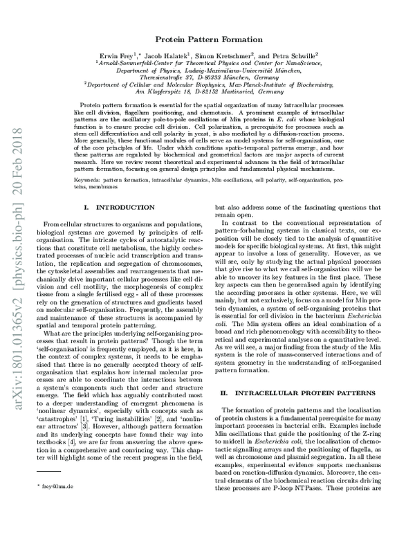 (PDF) Protein Pattern Formation