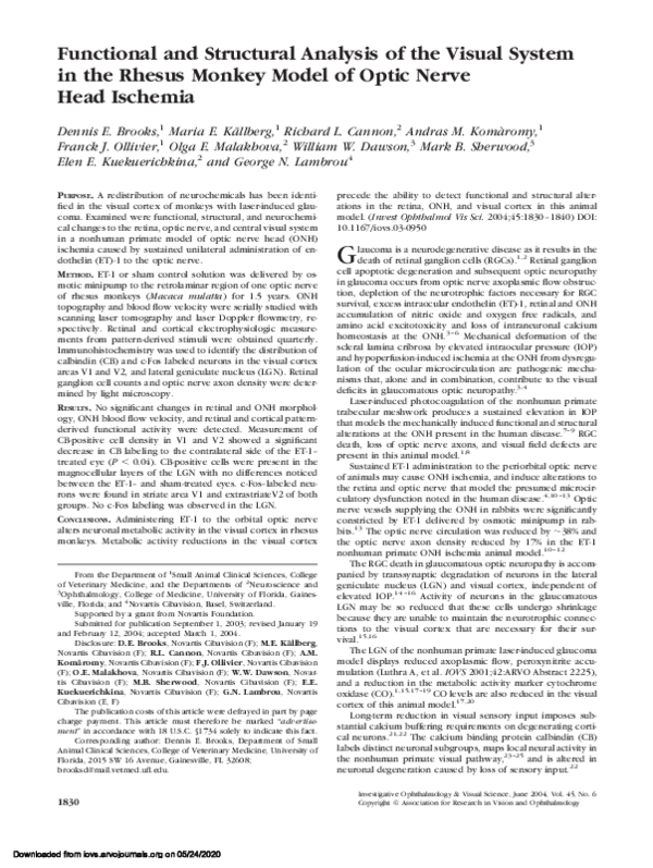 (PDF) Functional and Structural Analysis of the Visual System in the ...