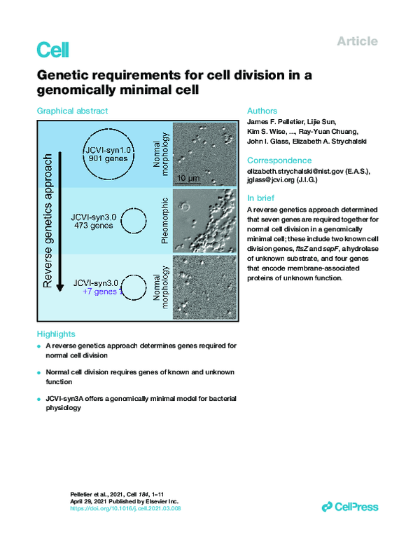 (PDF) Genetic requirements for cell division in a genomically minimal cell