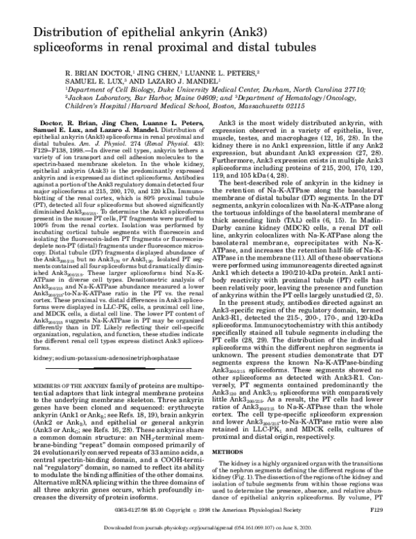 (PDF) Distribution of epithelial ankyrin (Ank3) spliceoforms in renal ...