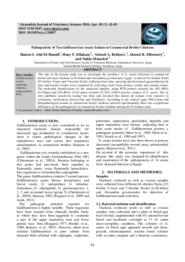 (PDF) Gallibacterium anatis Pathogenicity in Broilers