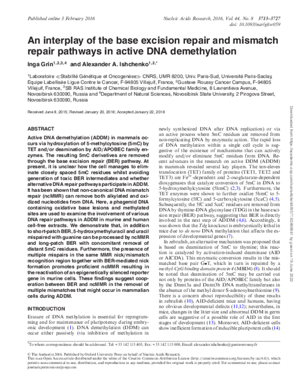 (PDF) An interplay of the base excision repair and mismatch repair ...