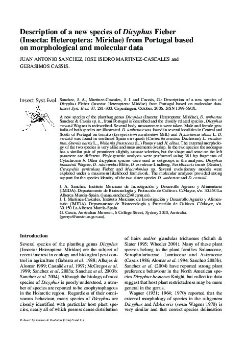 (PDF) Description of a new species of Dicyphus Fieber (Insecta ...